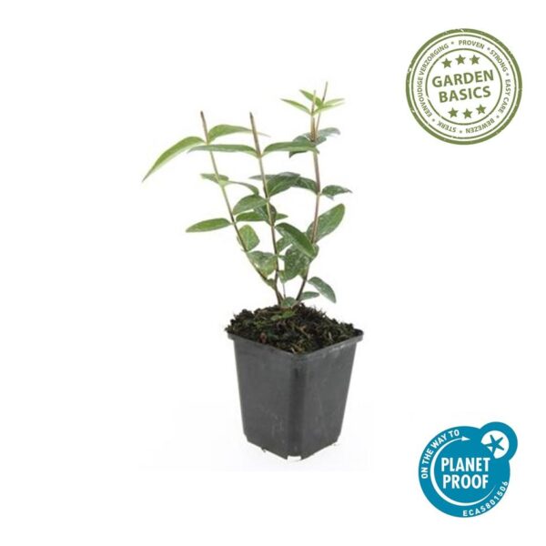 Hypericum inodorum ‘Rheingold’ | 40 stuks – Tuinplantenshop.com