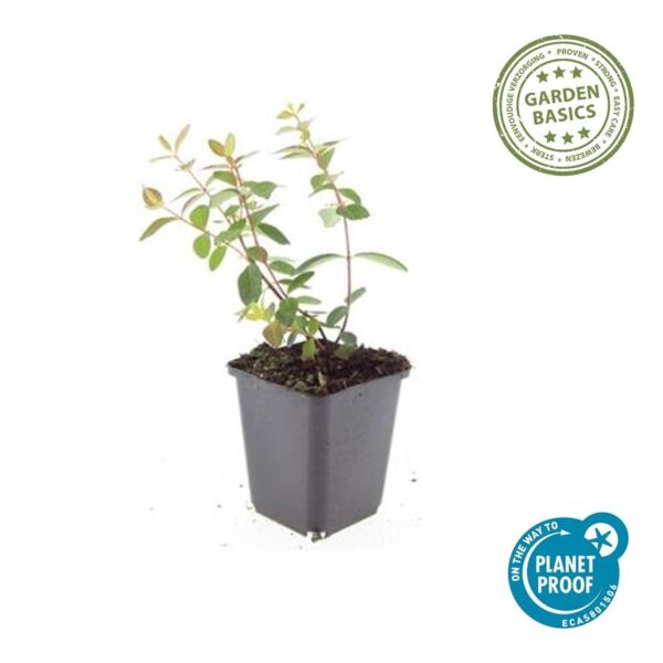 Hypericum dummeri ‘Peter Dummer’ | 12 stuks – Tuinplantenshop.com