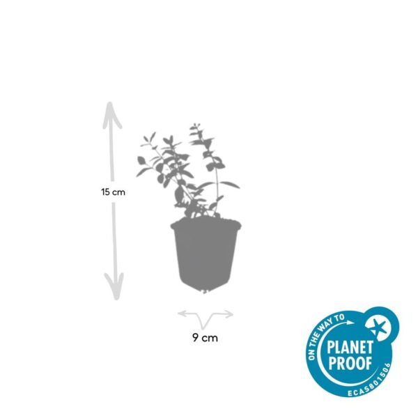 Hypericum dummeri ‘Peter Dummer’ | 12 stuks – Tuinplantenshop.com